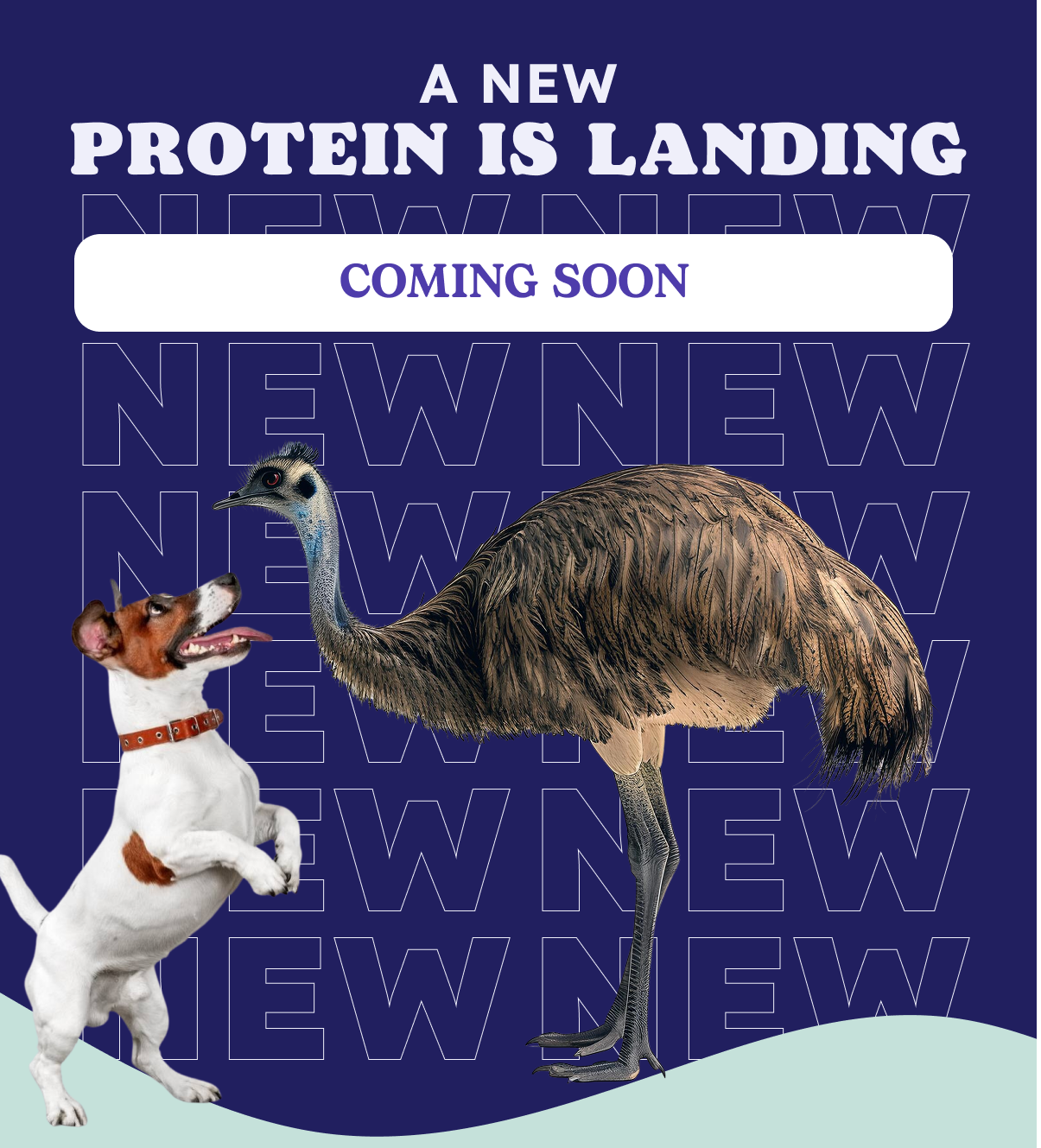 The benefits of Emu to Dogs – Pip Eats